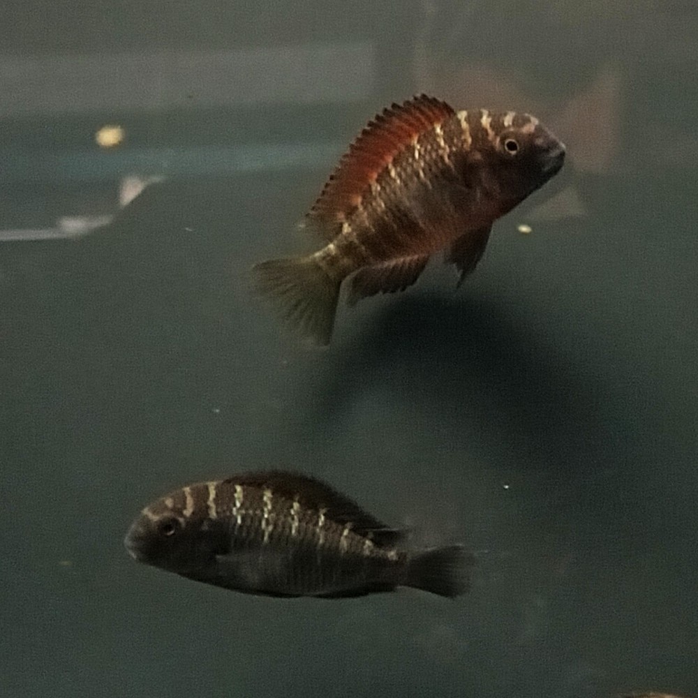 Tropheus moorii - Chimba Red variant | thatpetplace.com