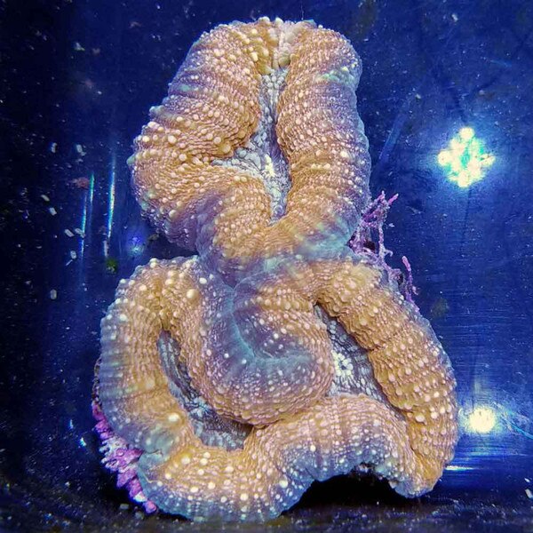 Orange Tooth Coral - Lobophyllia sp. | thatpetplace.com