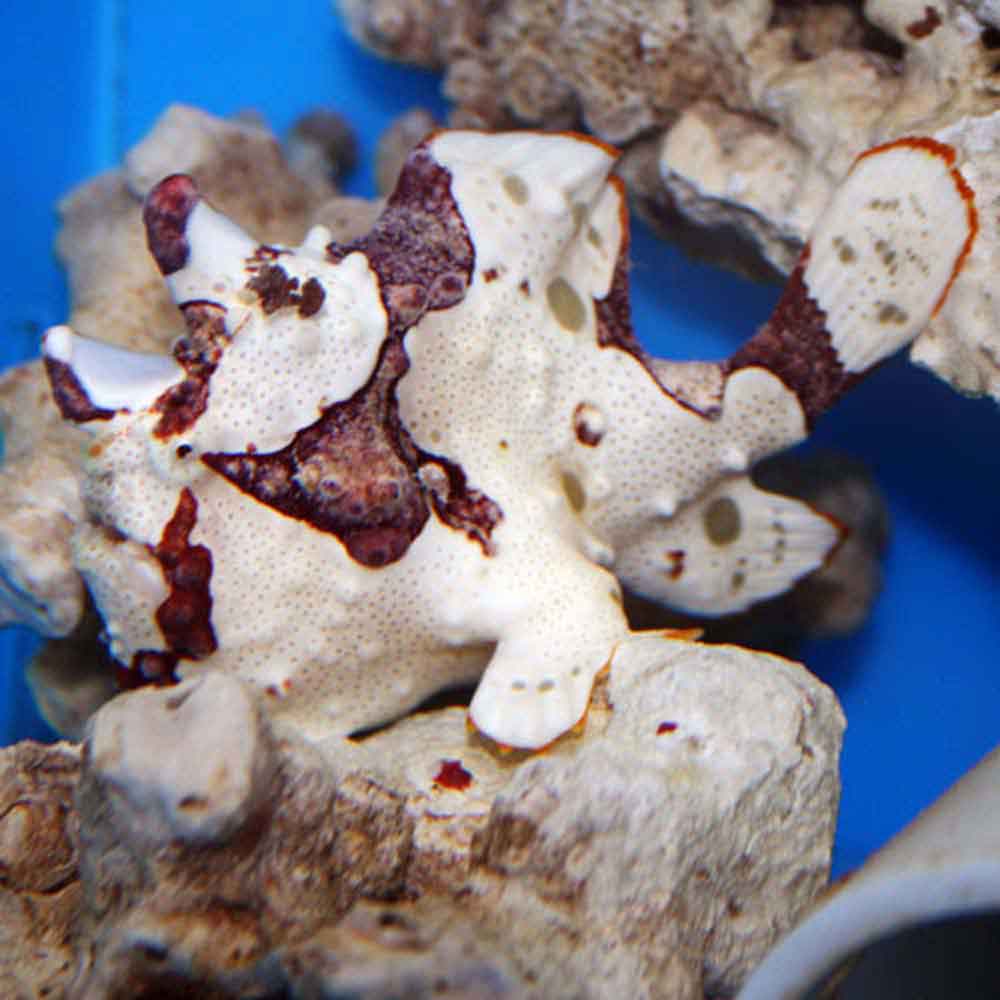 Warty Angler - Antennarius maculatus