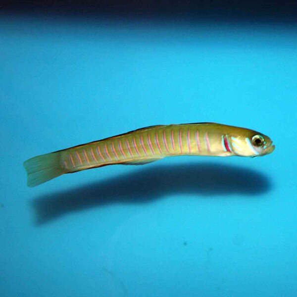 Chinese Zebra Goby - Ptereleotris zebra - Large| thatpetplace.com