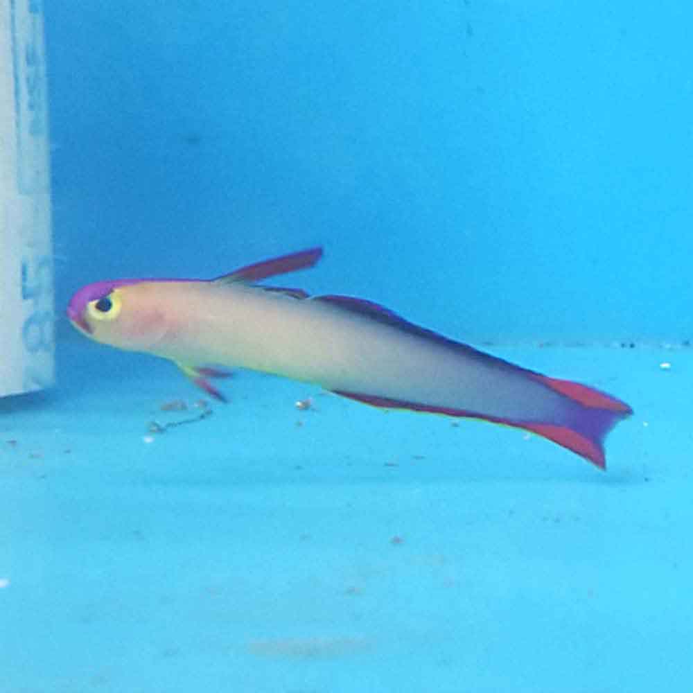 Purple Firefish Goby - Nemateleotris decora