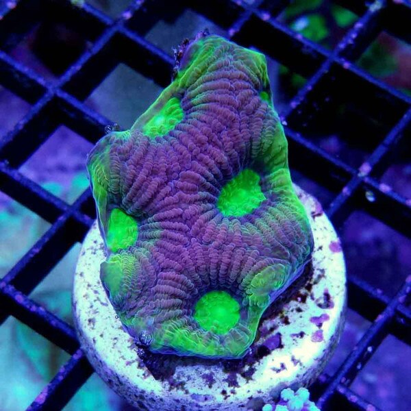 Dragon Soul Favia Frag - Favia sp. | ThatPetPlace.com