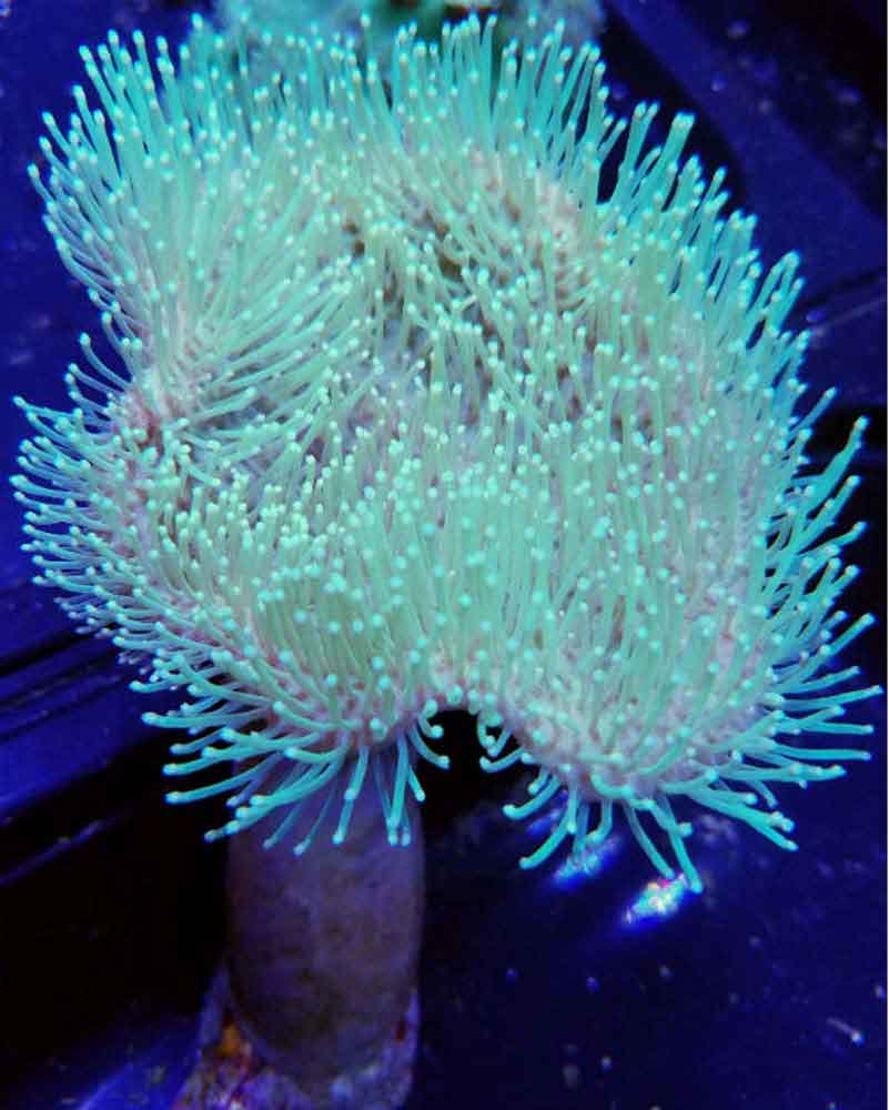Green Toadstool Leather Coral