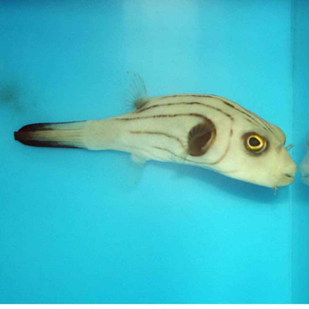 Narrow-lined Puffer - Arothron manilensis - Small