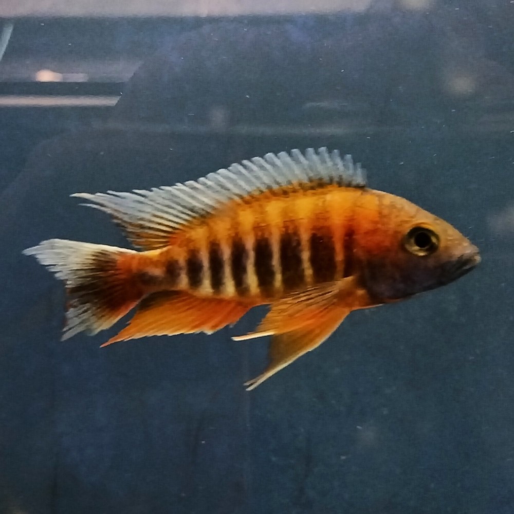 Aulonocara Jacobfreibergi Otter Point