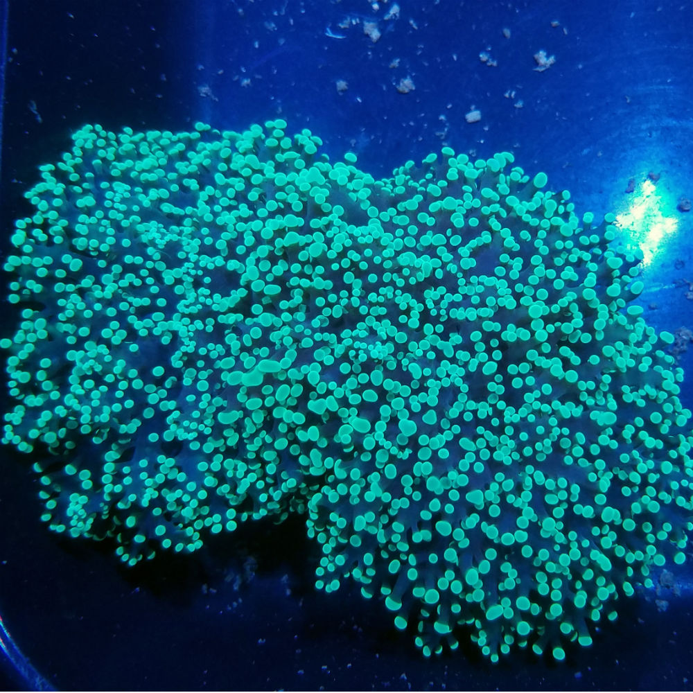 Neon Green Wall Frogspawn Coral - Euphyllia divisa