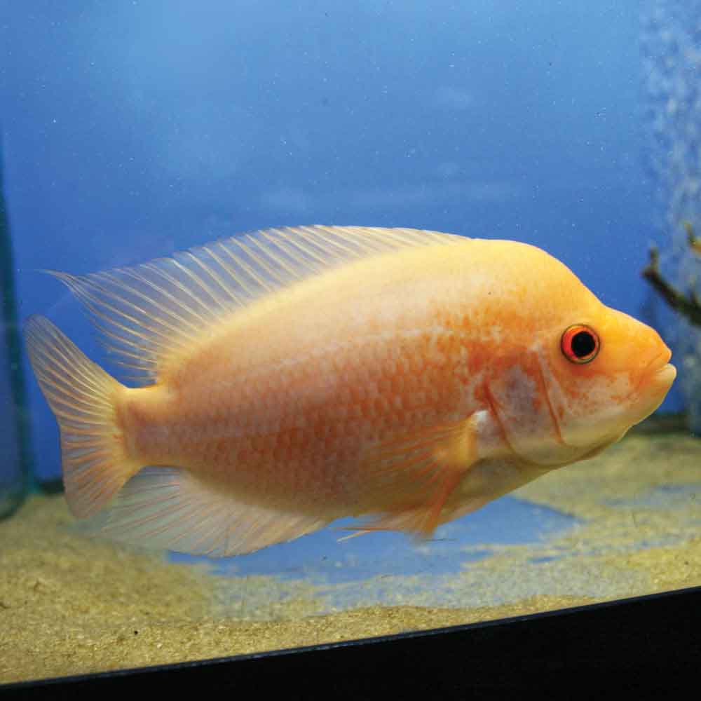 Midas Cichlid Juvenile