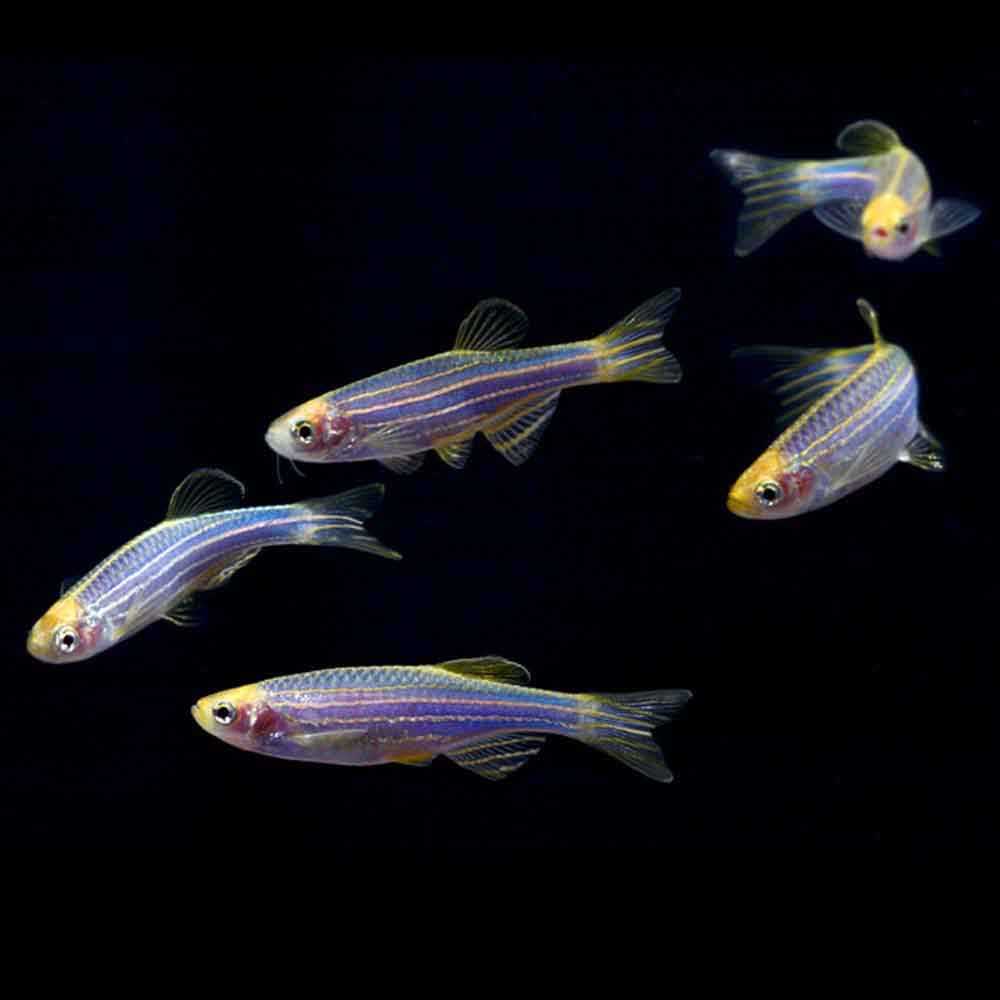Cosmic Blue GloFish - Danio rerio | That Fish Place