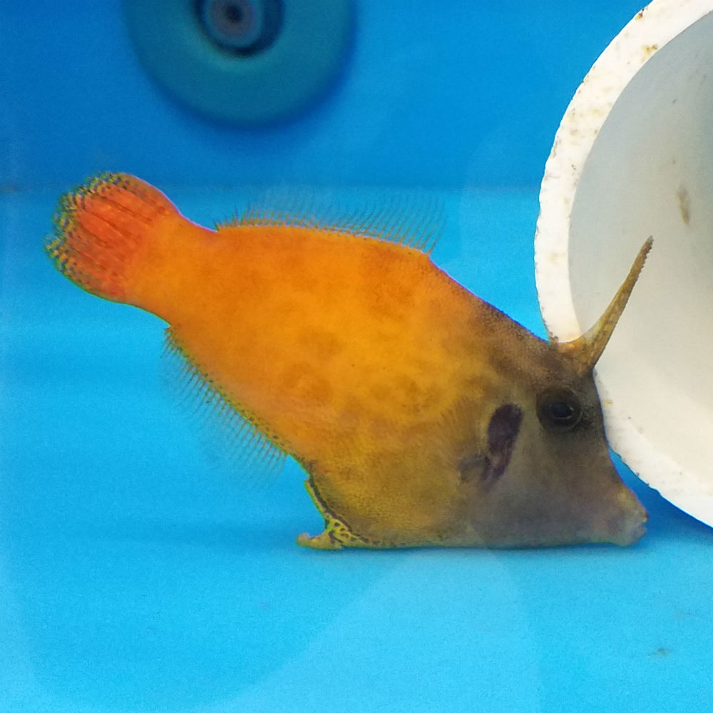 Redtail Filefish - Pervagor melanocephalus - Flame Variant