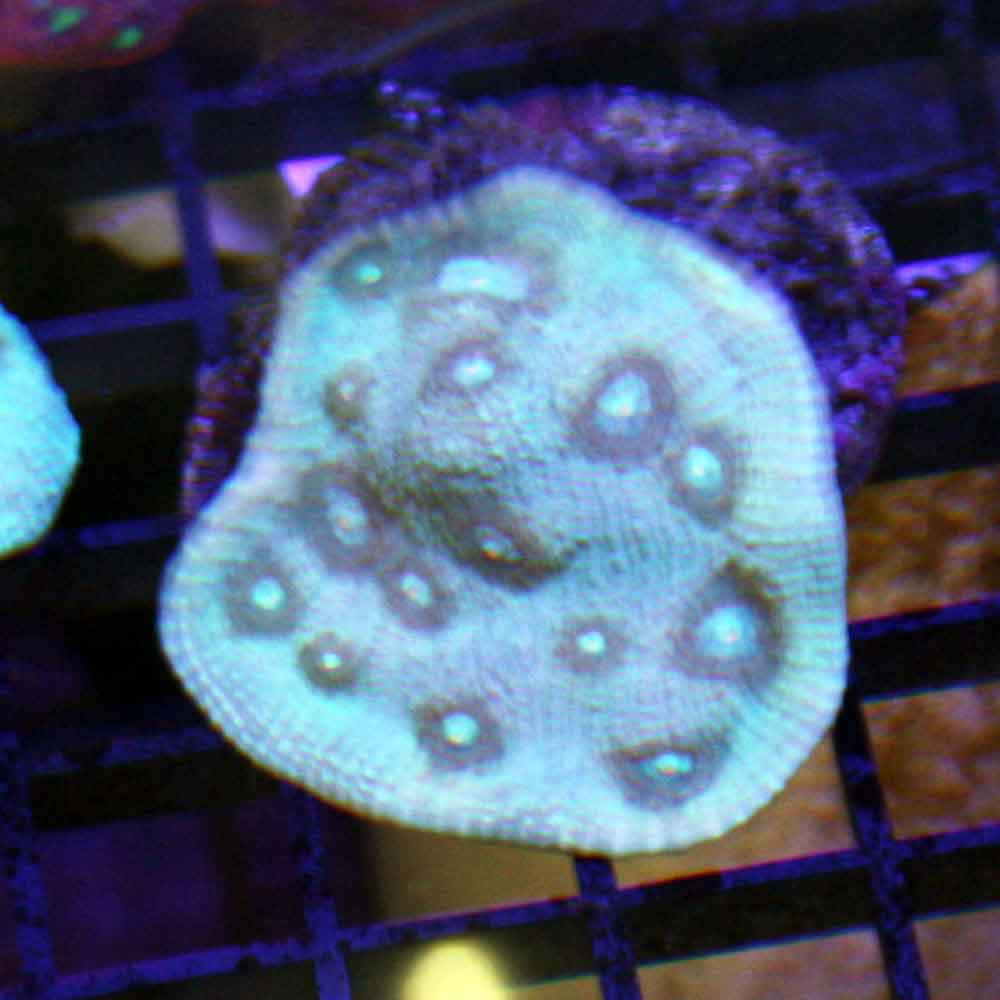 Mike The Mycedium Frag - Mycedium sp. (ACI) | That Fish Place