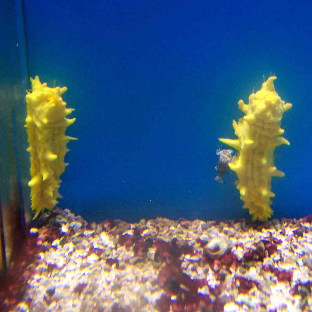 Yellow Sea Cucumber - Colochirus robustus