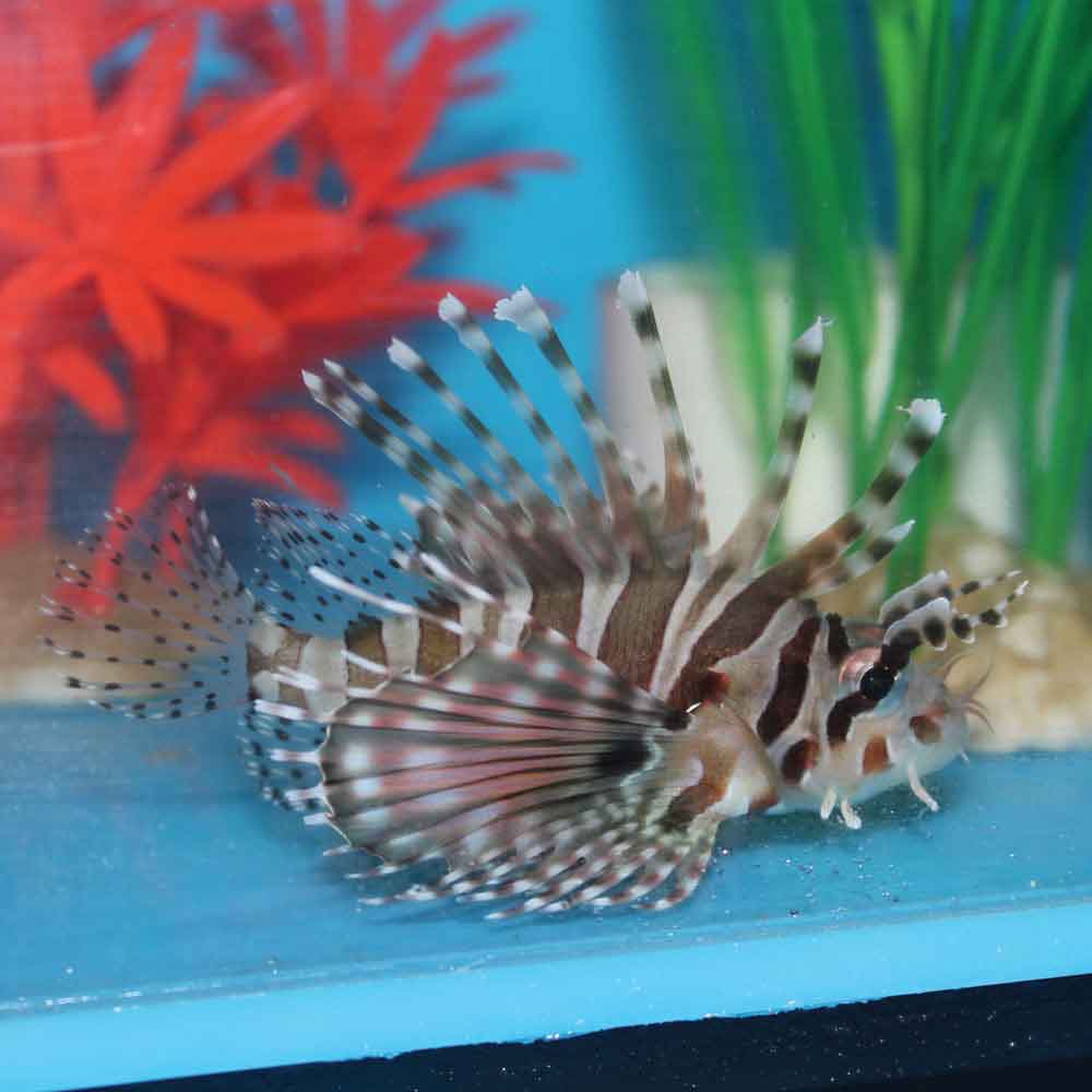 Dwarf Zebra Lionfish - Dendrochirus zebra