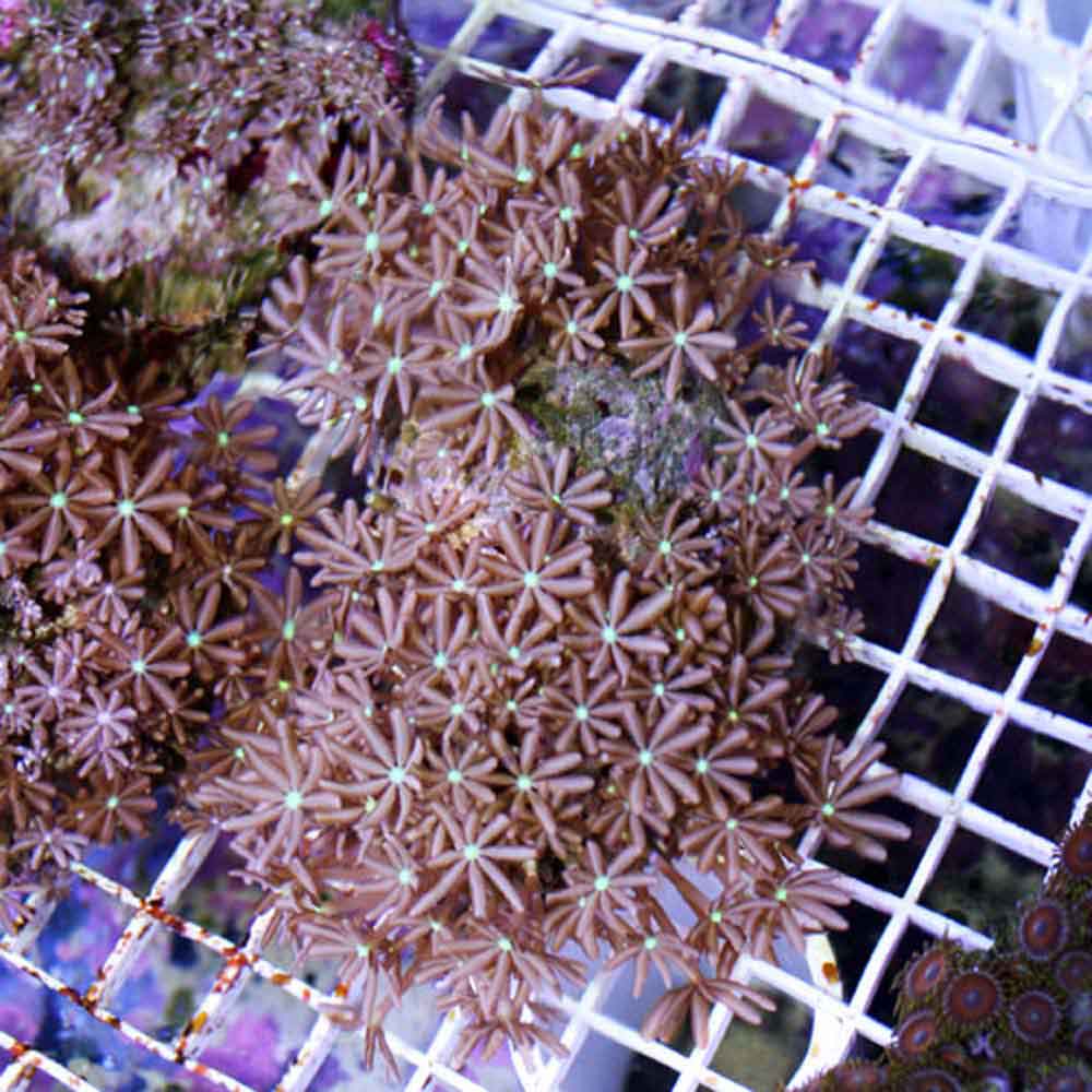 Daisy Polyp - Knopia octocontacanalis