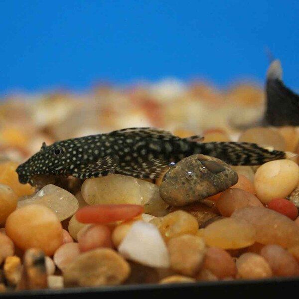 Butterfly Bushynose Pleco - Ancistrus sp. - Small