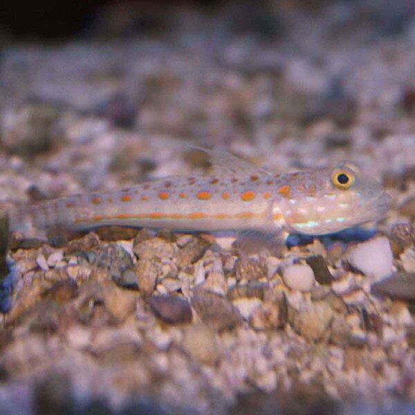Diamond Goby - Valenciennea puellaris - Small