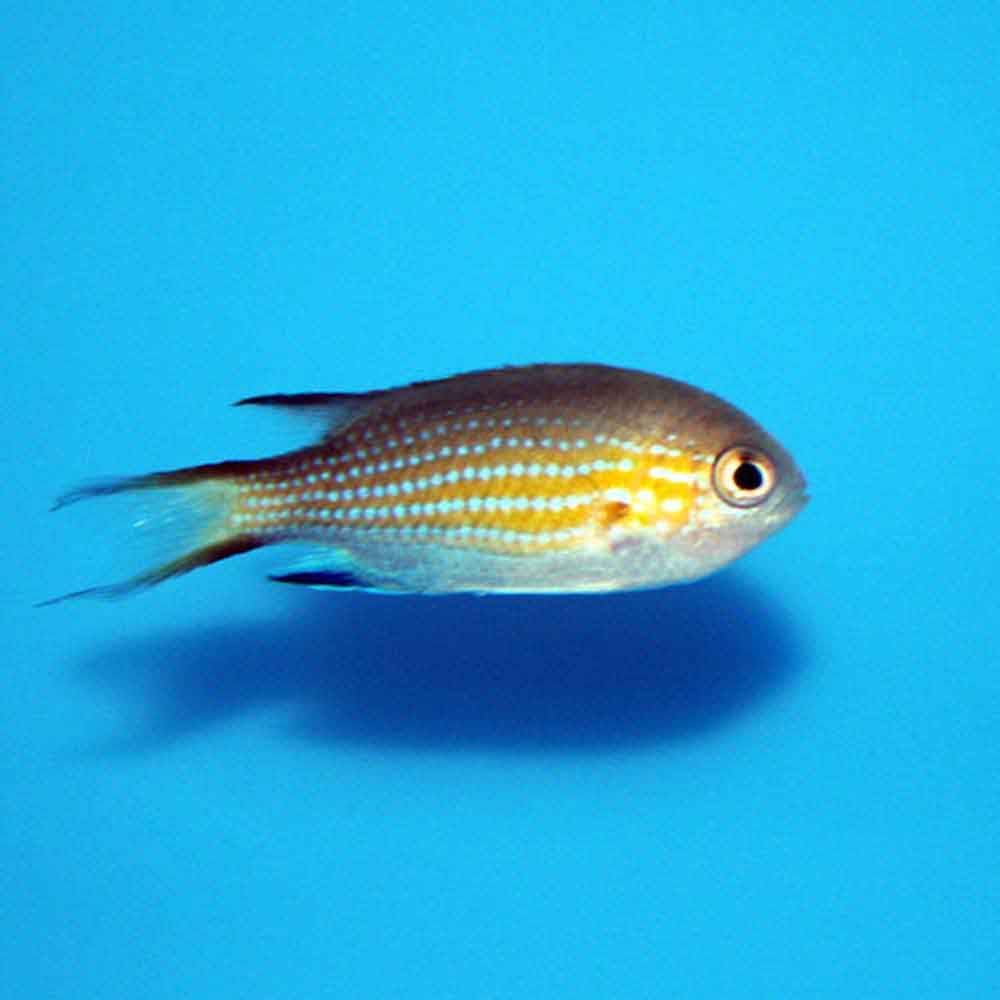 Vanderbilt Chromis - Chromis vanderbilti | thatpetplace.com