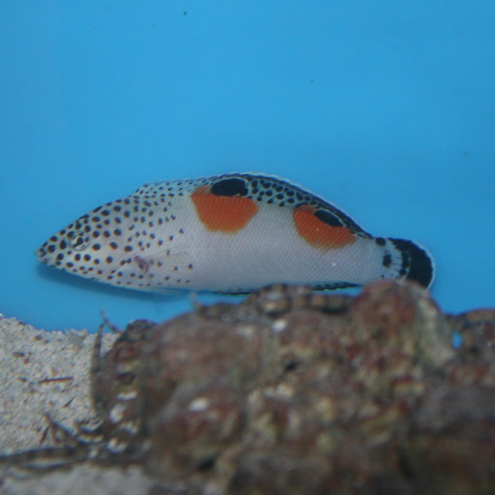 Clown Coris Wrasse - Coris aygula - Medium Juvenile | ThatPetPlace.com