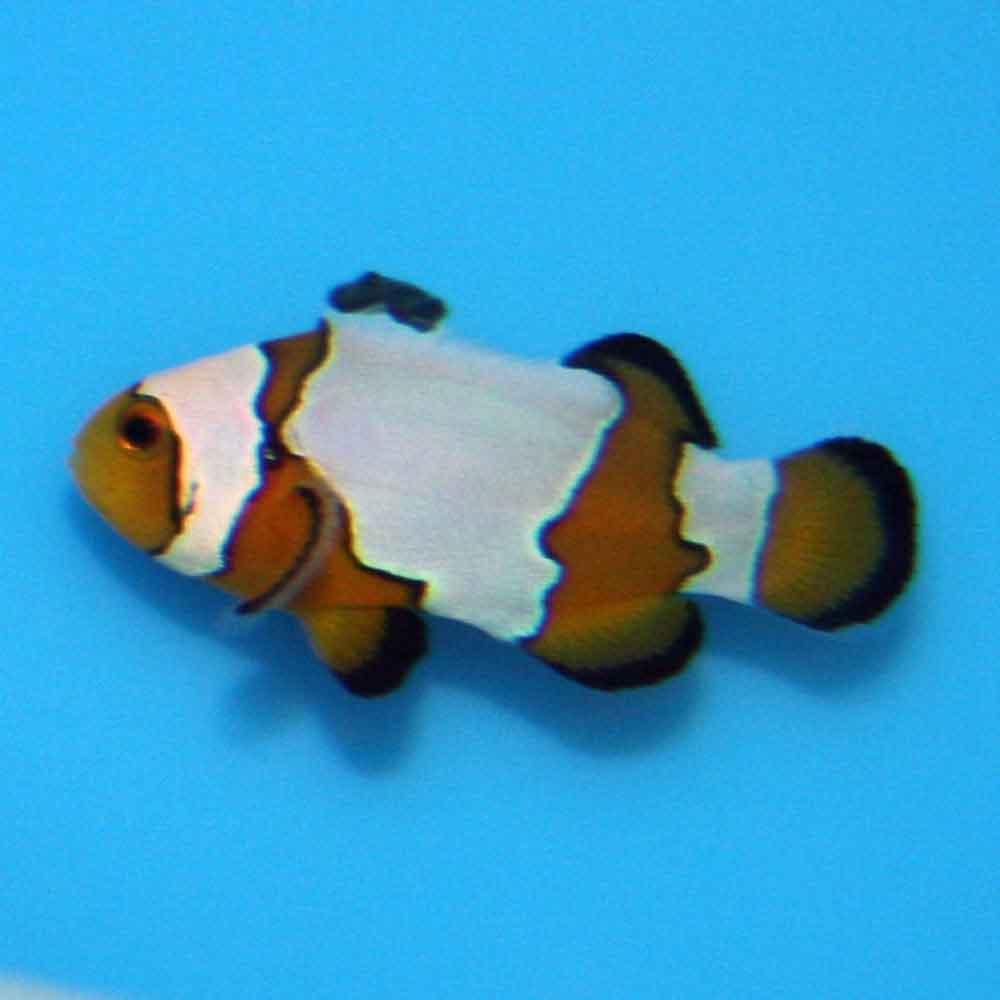 Snowflake Clownfish - Amphiprion ocellaris - Captive Bred