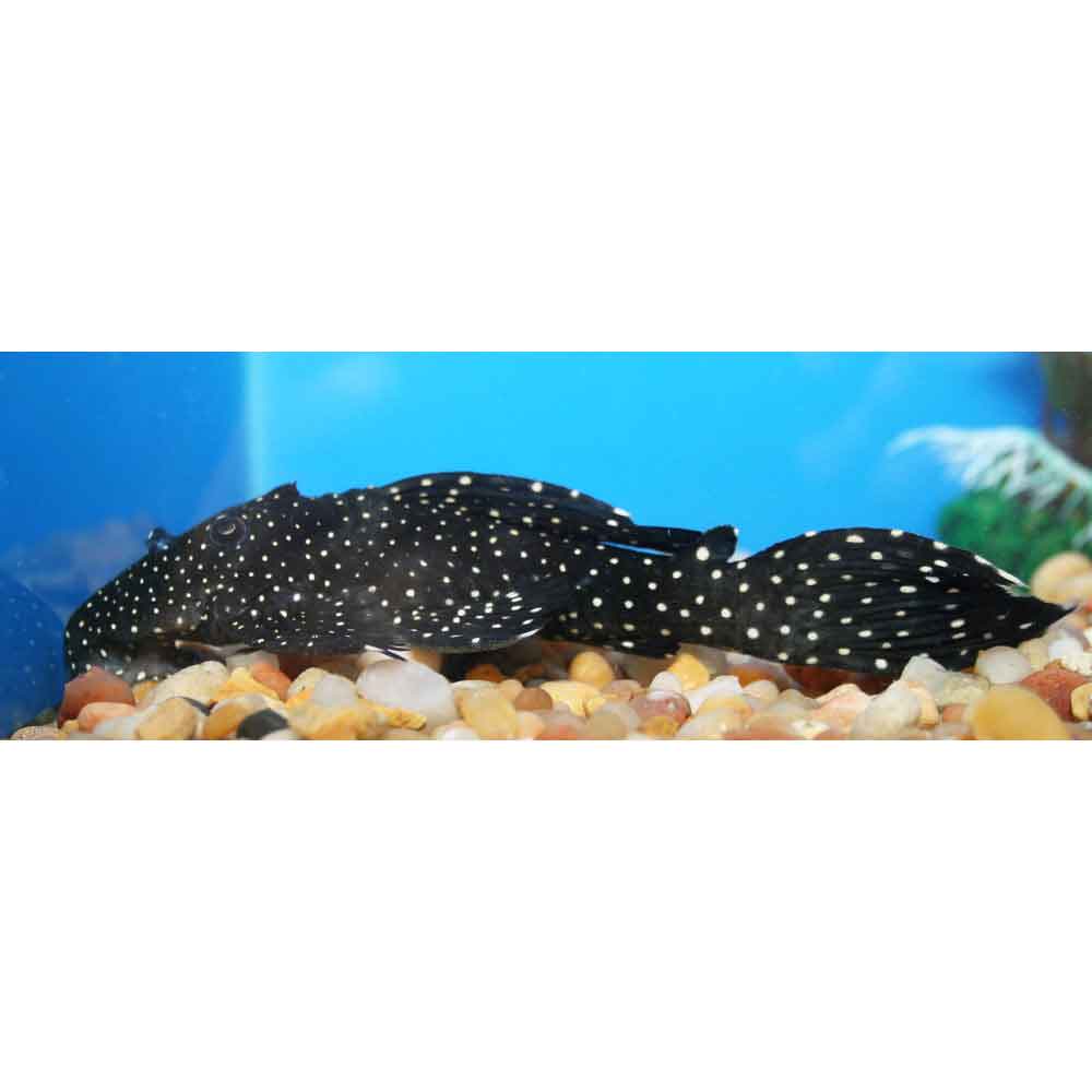 Galaxy Pleco