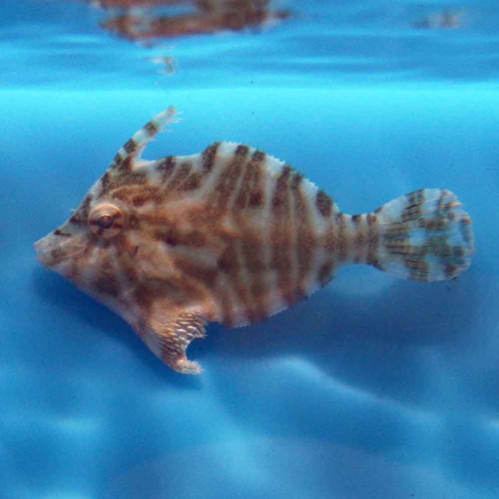 Radial Filefish - Acreichthys radiatus - Small