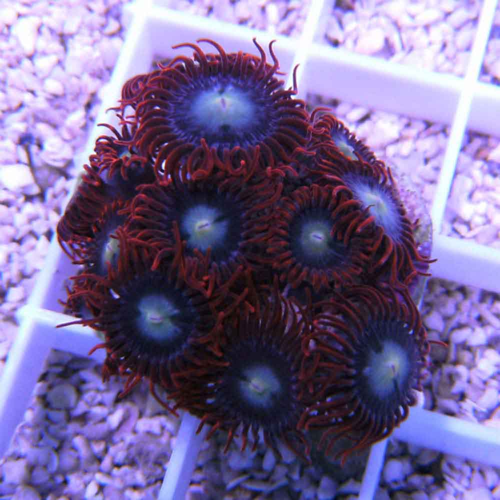 Fire and Ice Polyp Frag - Zoanthus sp. (ACI)