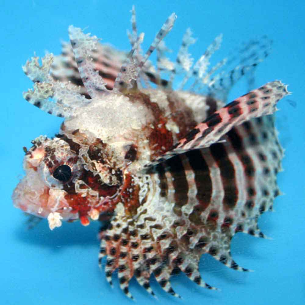 Dwarf Lionfish Tank