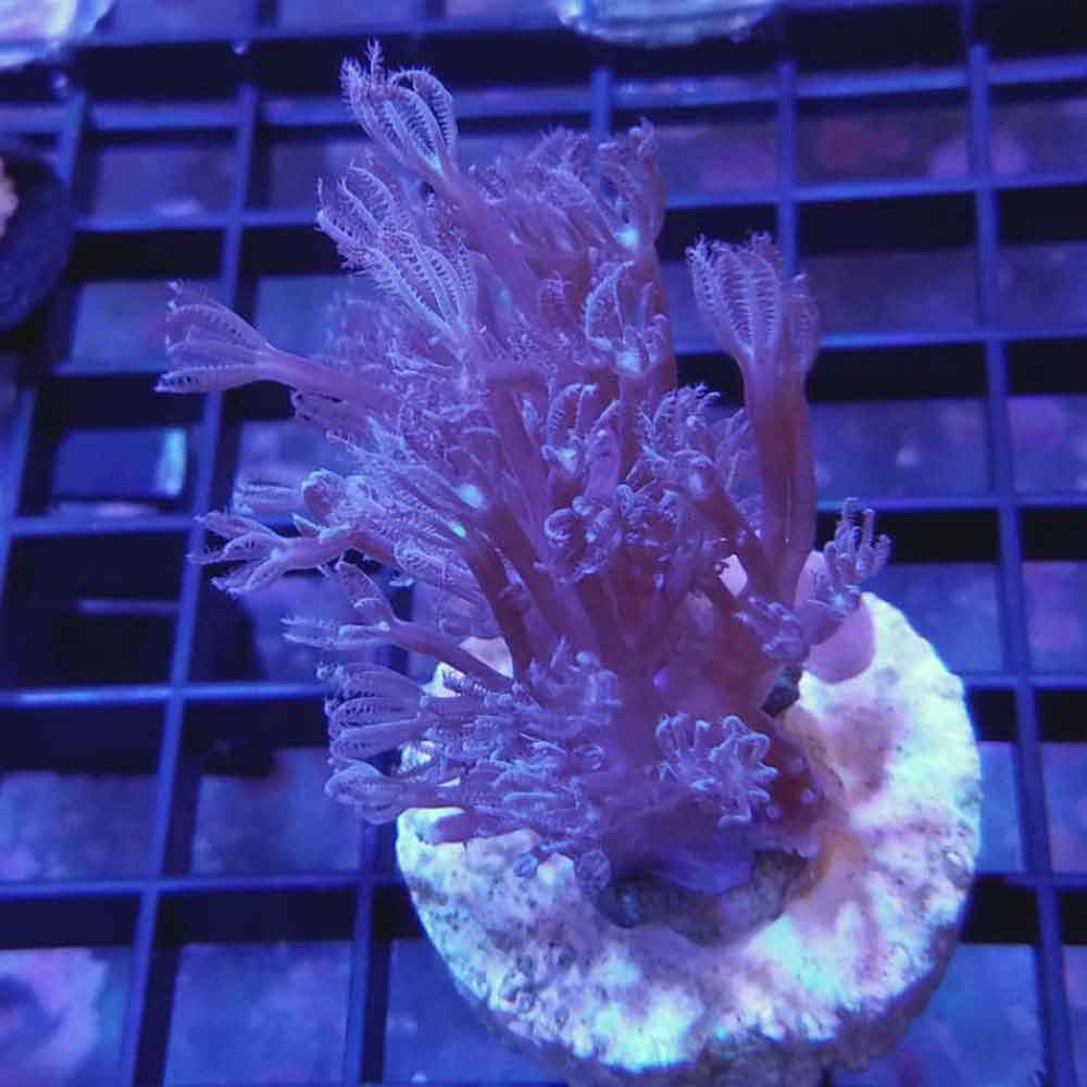 Vargas Cespitularia Frag - Cespitularia sp. (ORA)