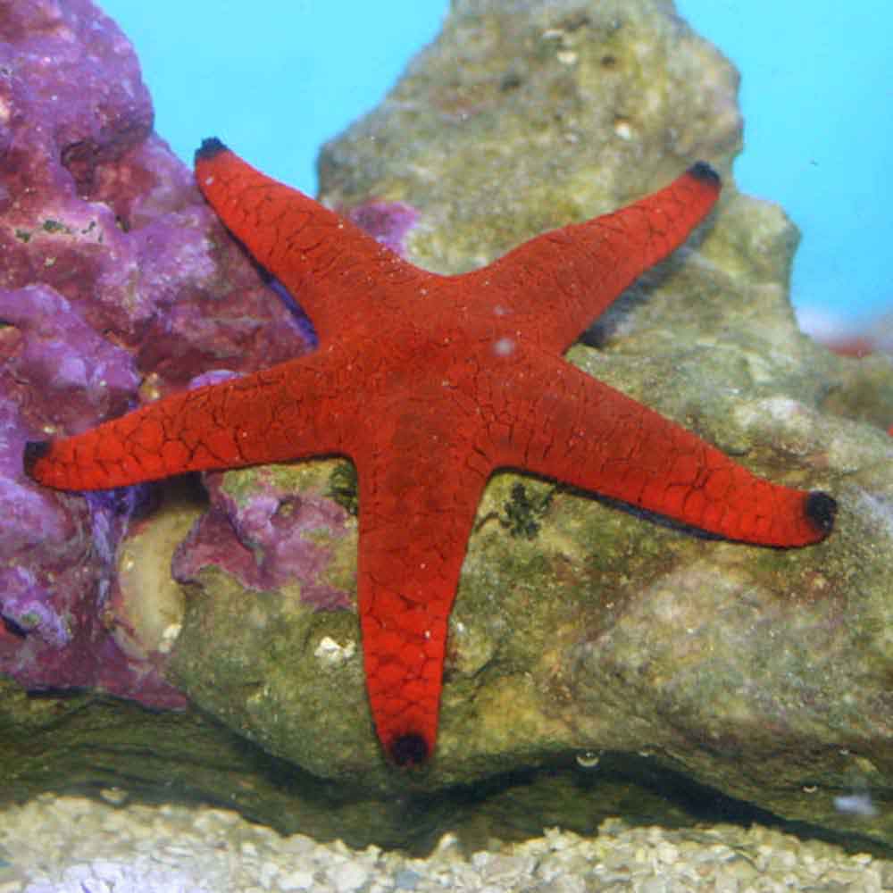 Blacktip Fromia Starfish - Fromia indica | ThatPetPlace.com
