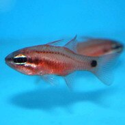 Cardinal Fish For Sale For Saltwater Aquariums | thatpetplace.com