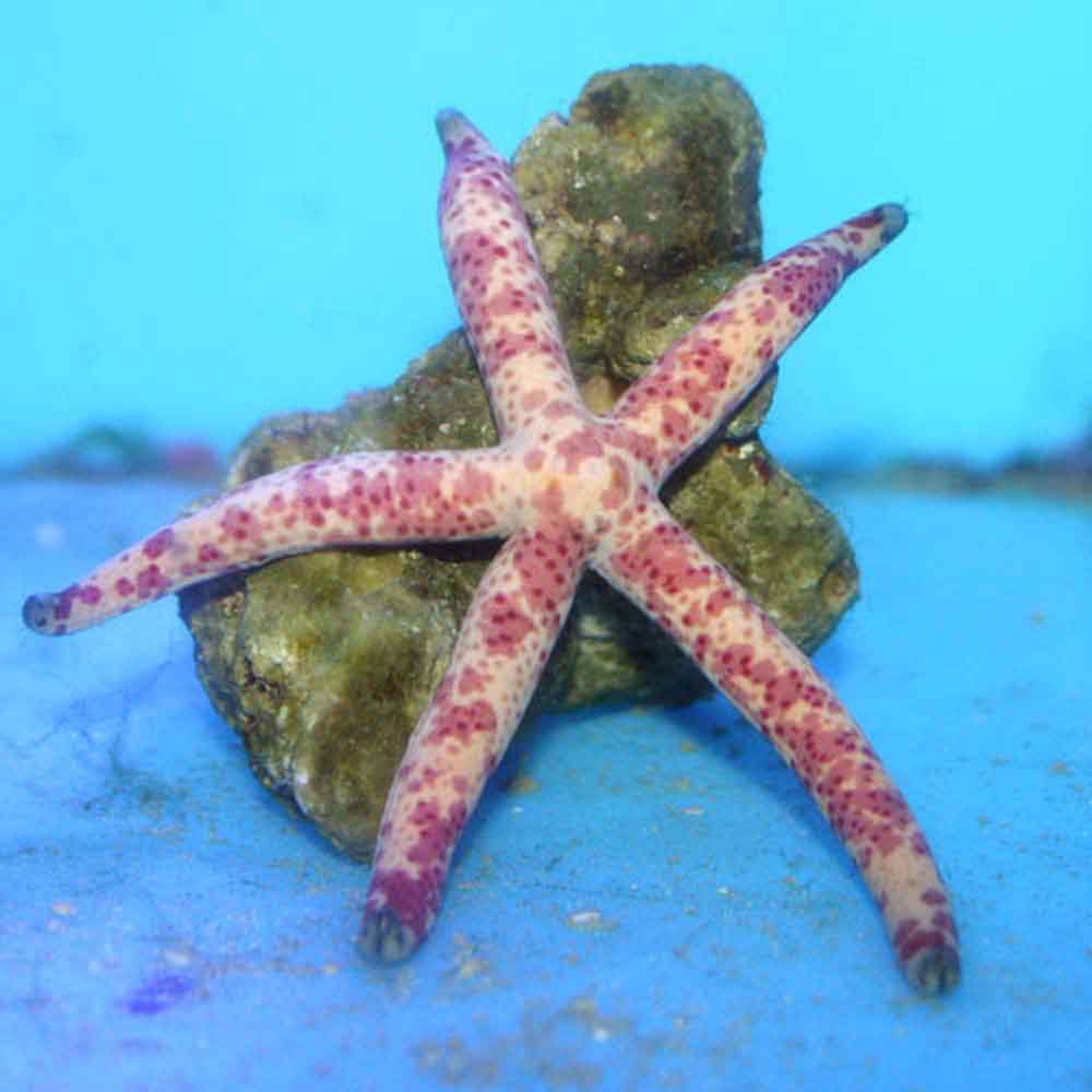 Saltwater Starfish