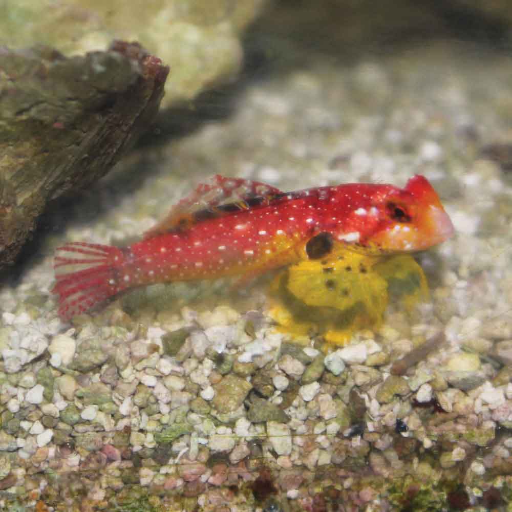 Ruby Red Dragonet - Synchiropus sp. | That Fish Place