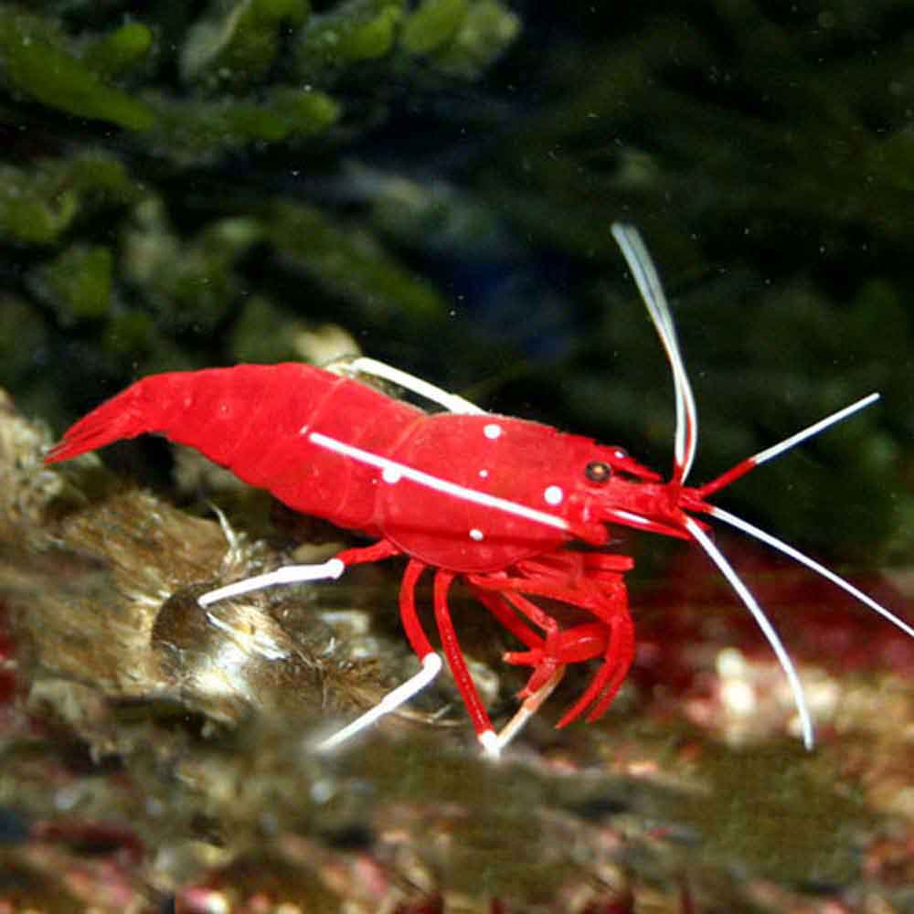 Fire Cleaner Shrimp - Lysmata debelius - Large