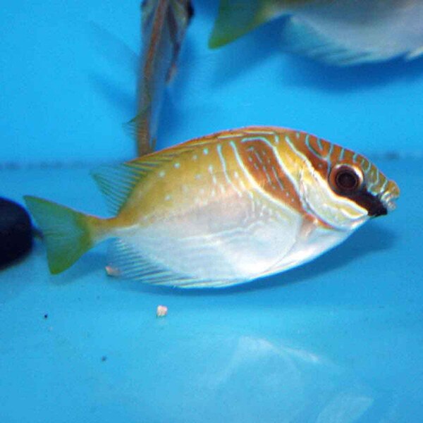 Double-barred Rabbitfish - Siganus virgatus - Medium