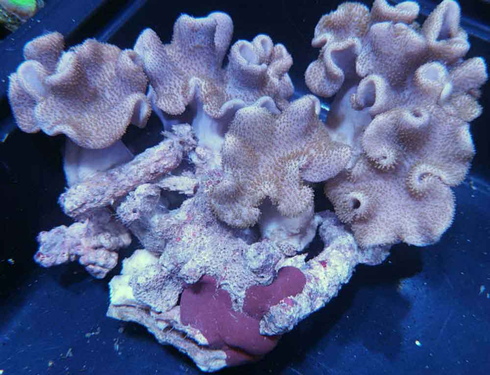 Multihead Toadstool Rock - Sarcophyton sp. | That Fish Place