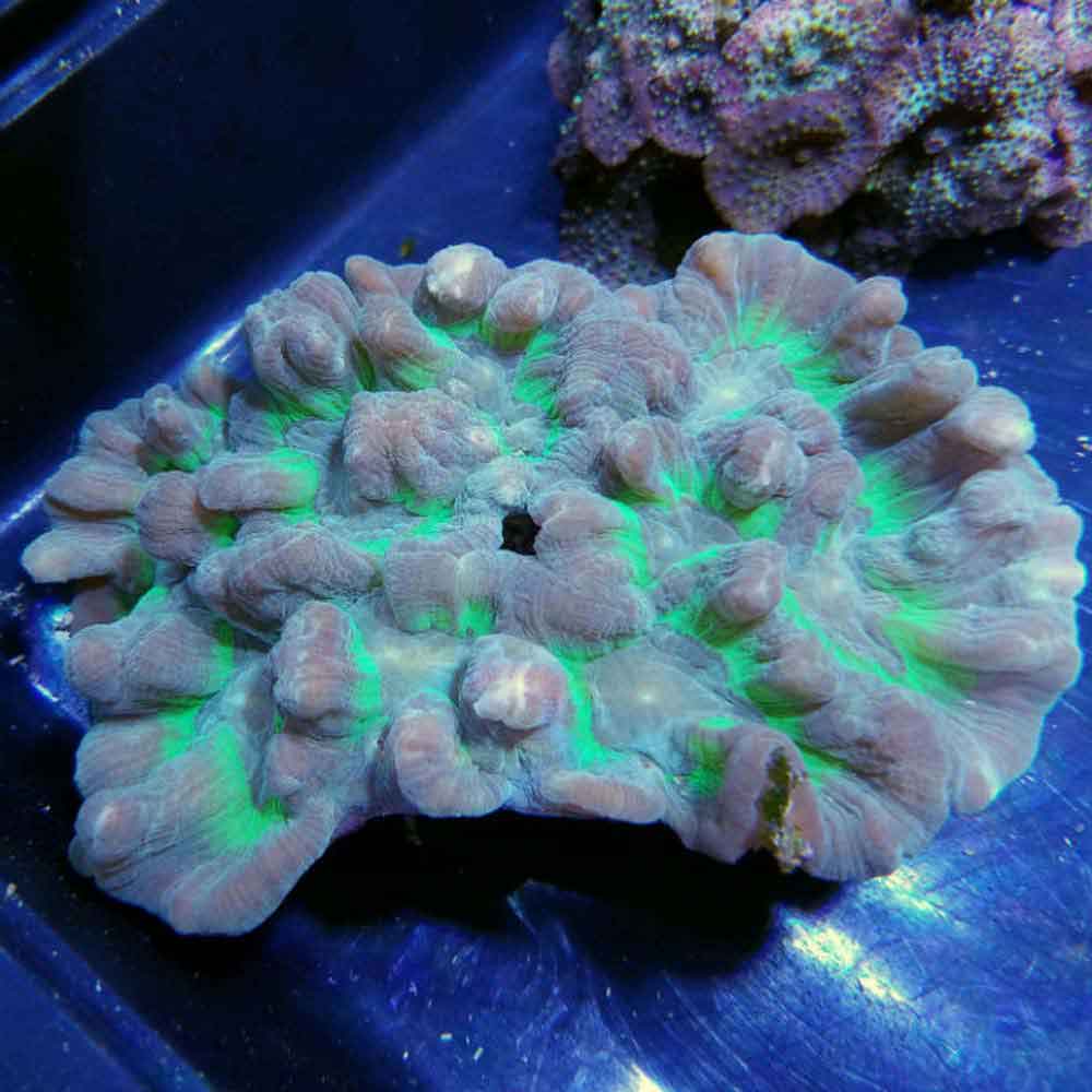 Ultra Green Pectinia - Pectinia sp. | That Fish Place