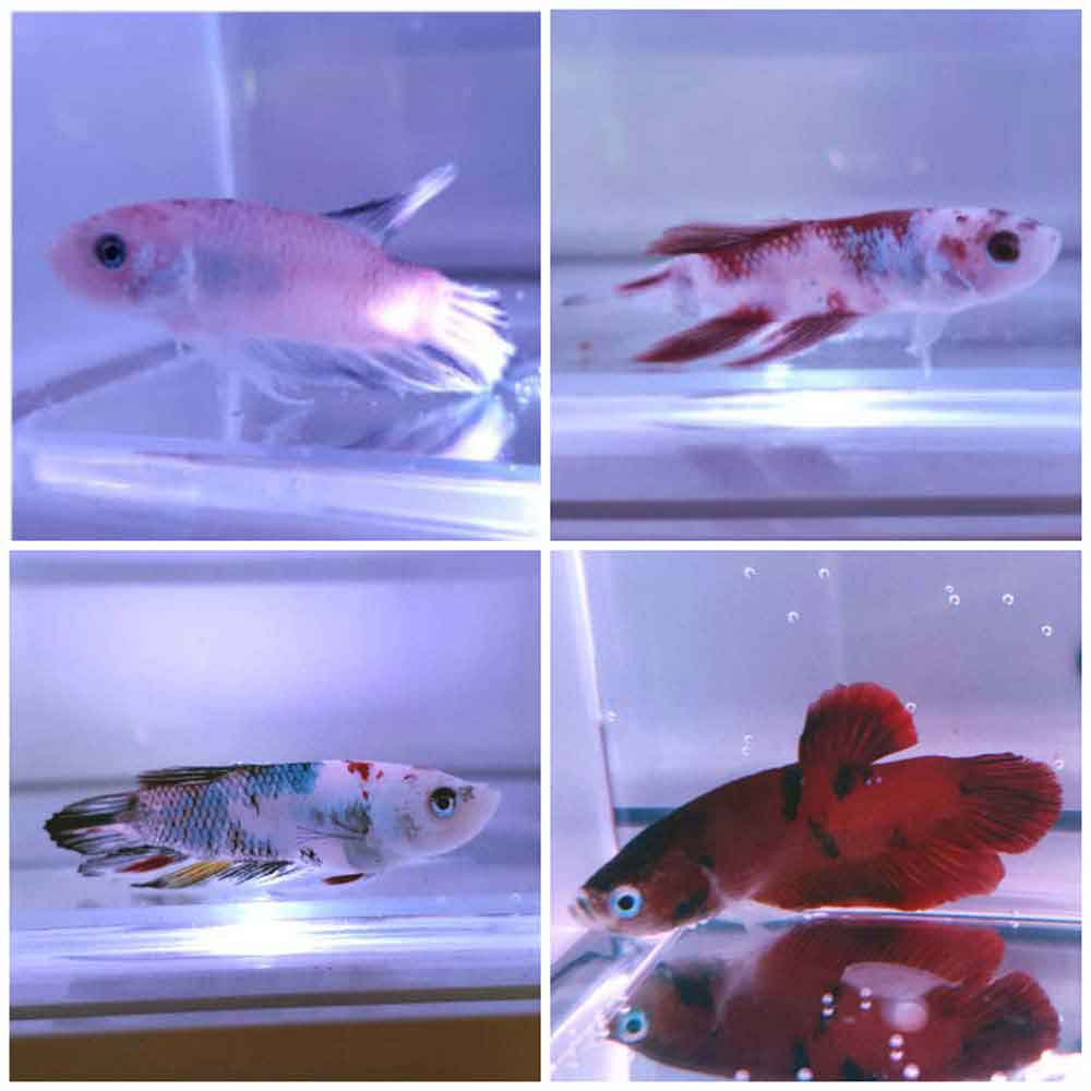 Koi Betta - Betta splendens - Male | That Fish Place