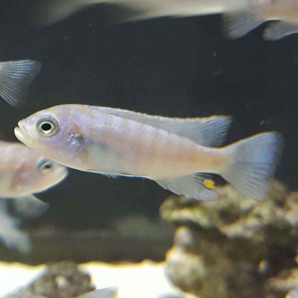 Chilumba Zebra - Metriaclima sp. - Juvenile