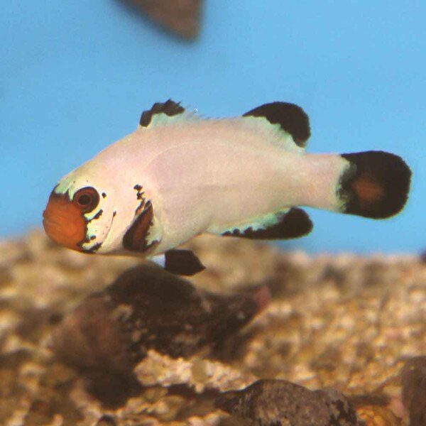 Flurry Clownfish - Amphiprion ocellaris - Captive Bred (PA)