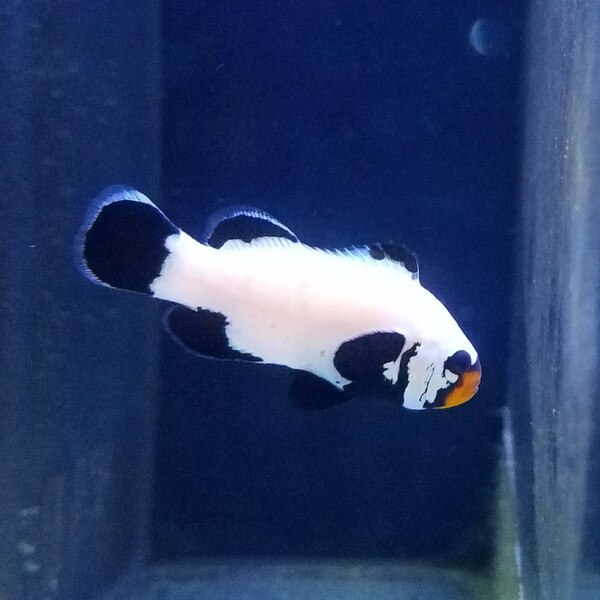 Flurry Clownfish - Amphiprion ocellaris - Captive Bred (PA)