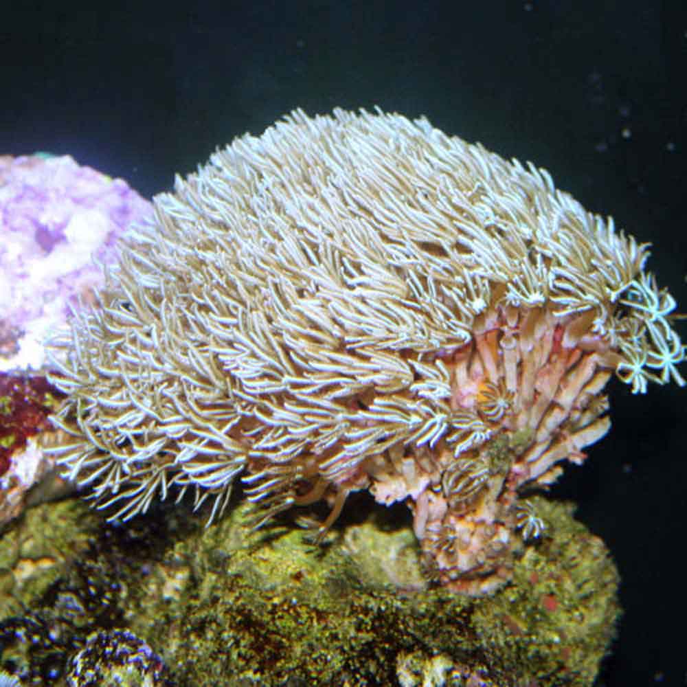 Organ Pipe Coral