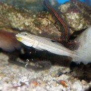 Hector's Goby - Koumansetta hectori | That Fish Place