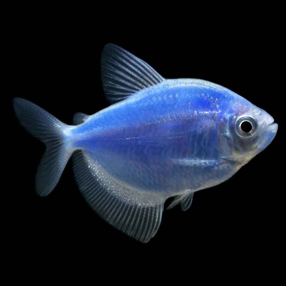 Cosmic Blue GloFish Tetra - Gymnocorymbus ternetzi