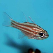Cardinal Fish For Sale For Saltwater Aquariums | thatpetplace.com