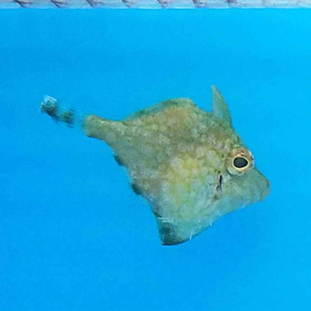 Whitespotted Pygmy Filefish - Rudarius ercodes - Captive Bred (ORA ...