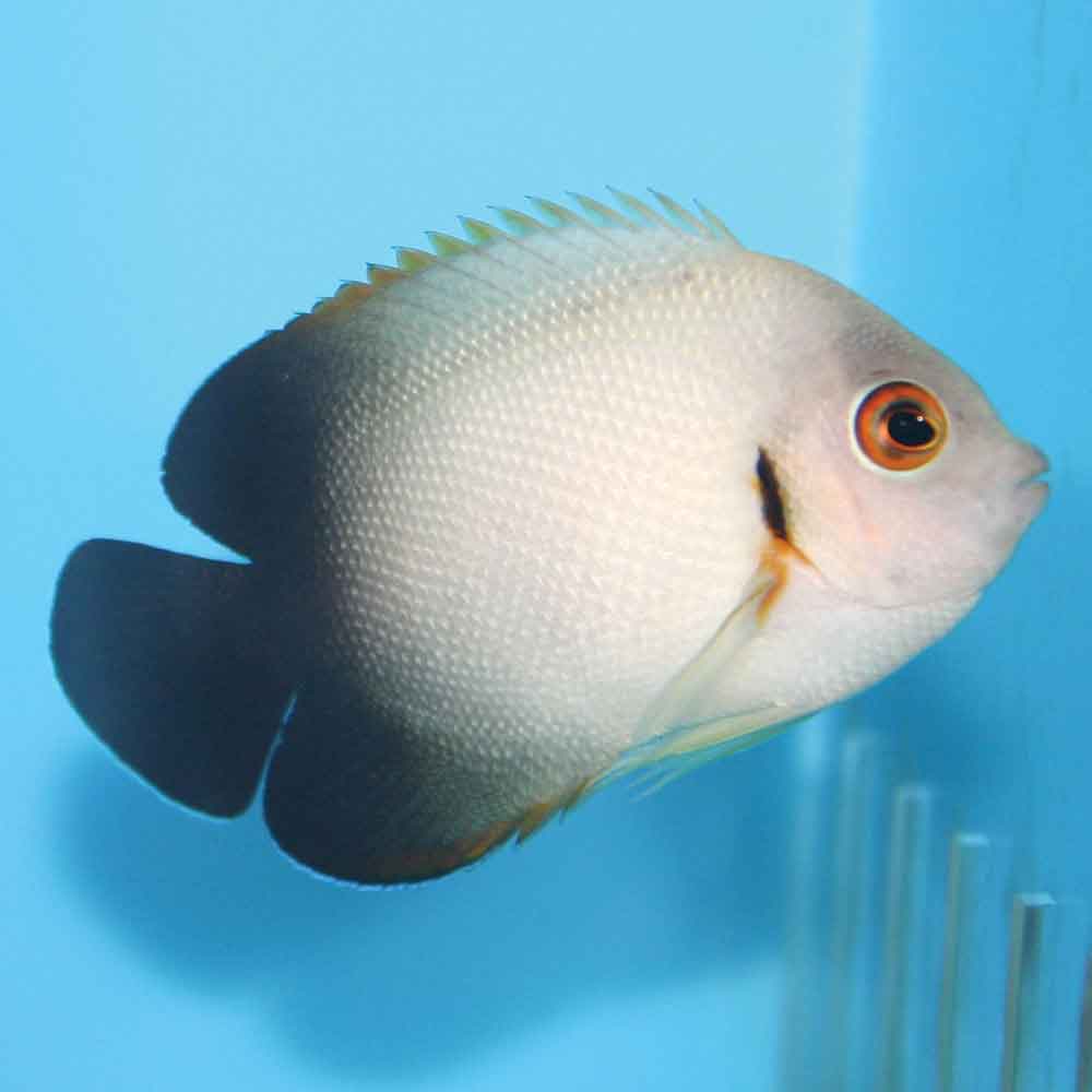 Half Black Pygmy Angel - Centropyge vroliki - Medium