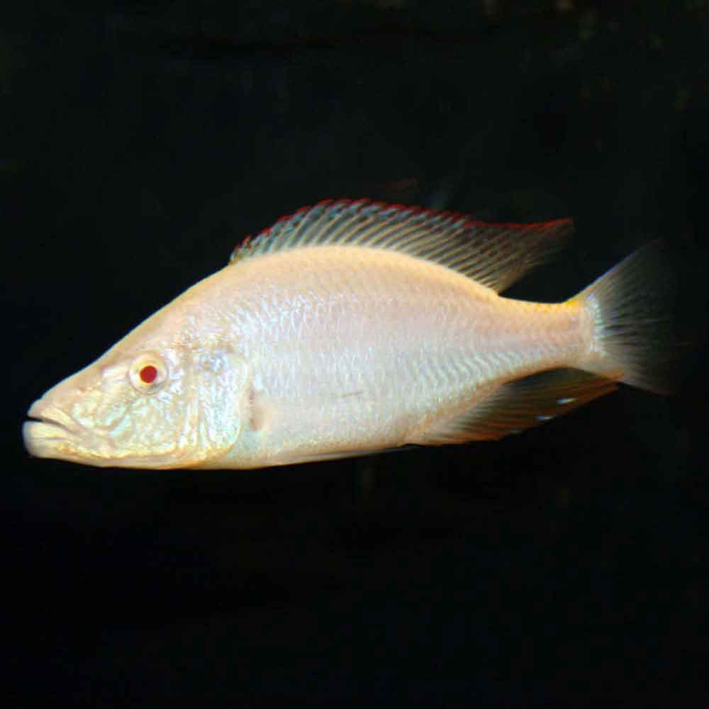 Albino Malawi Eyebiter - Dimidiochromis compressiceps| ThatPetPlace.com