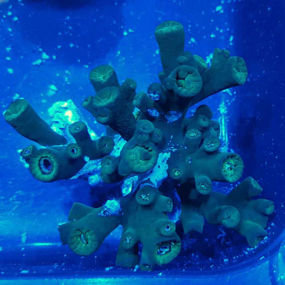 Black Sun Polyp Coral - Tubastrea sp. | That Fish Place