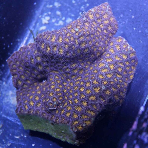 Orange Leptastrea Frag - Leptastrea sp. | ThatPetPlace.com