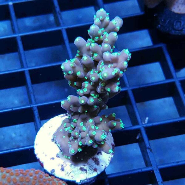 Neon Green Polyp Acro Frag - Acropora sp. (ORA)