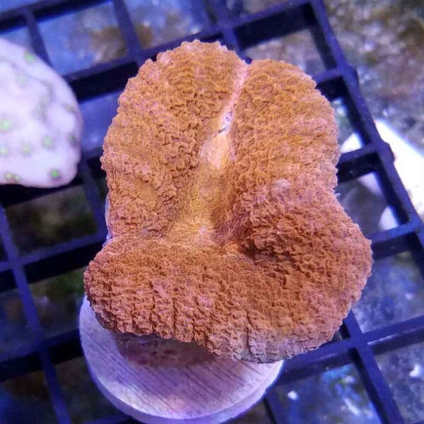 Ultra Branching Tooth Coral Frag - Lobophyllia sp.